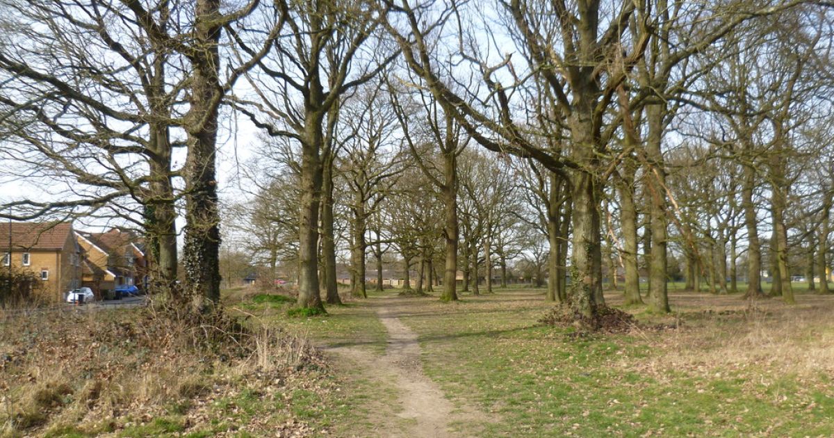 Park Wood walk