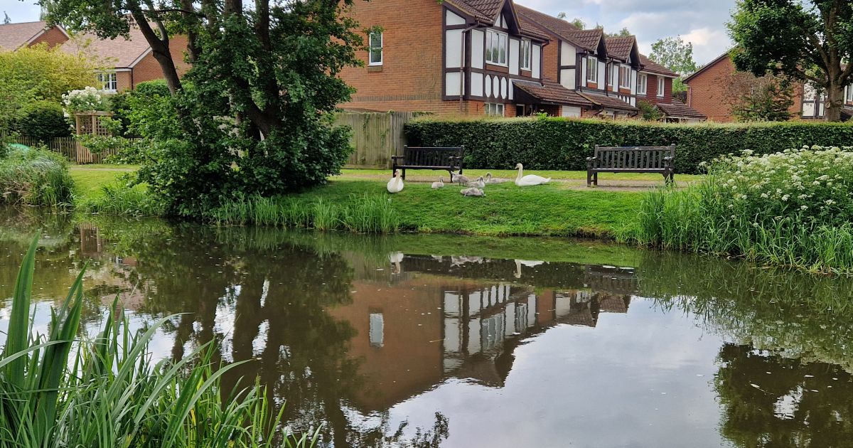A church, a Priory and a Palace too - Walk from Old Woking - Ramblers