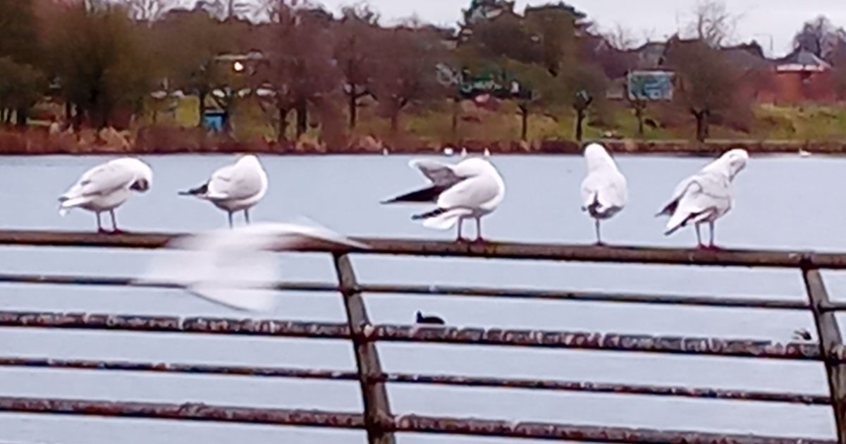 Stepps, via Cardowan Woods and Hogganfield Loch - Ramblers