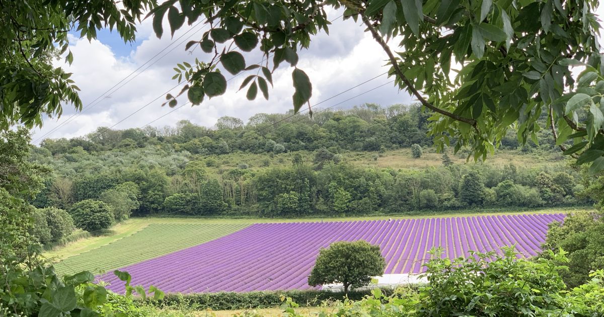 Lavender fields walk from Shoreham to Lullingstone with optional Castle ...