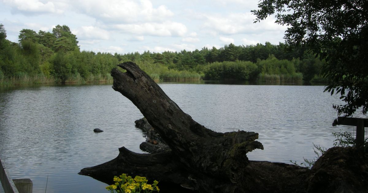 RIVERS MOLE and EMBER, WEST END COMMON and OXSHOTT HEATH - Ramblers