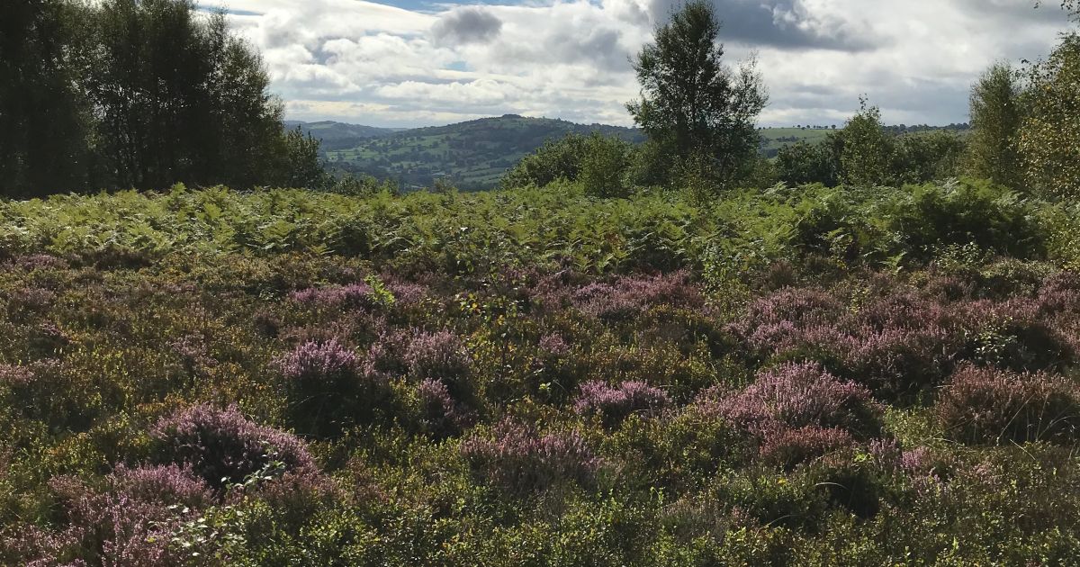 Rowsley to Stanton Moor Adventure - Ramblers