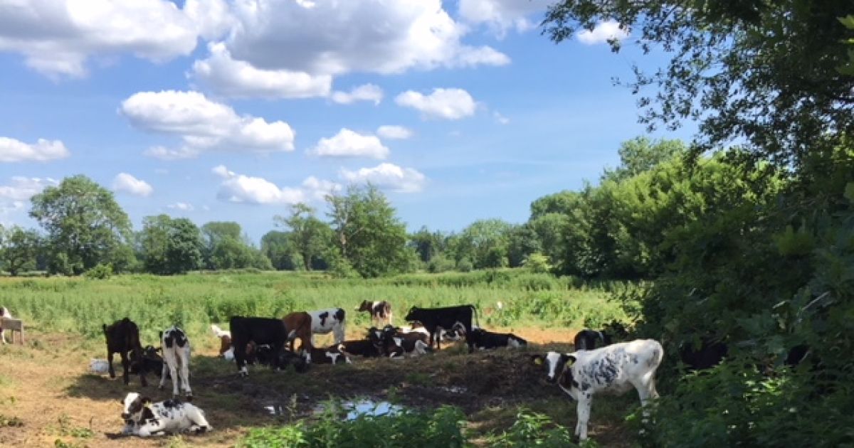 Friday 4 miler Testwood Lakes circular - Ramblers