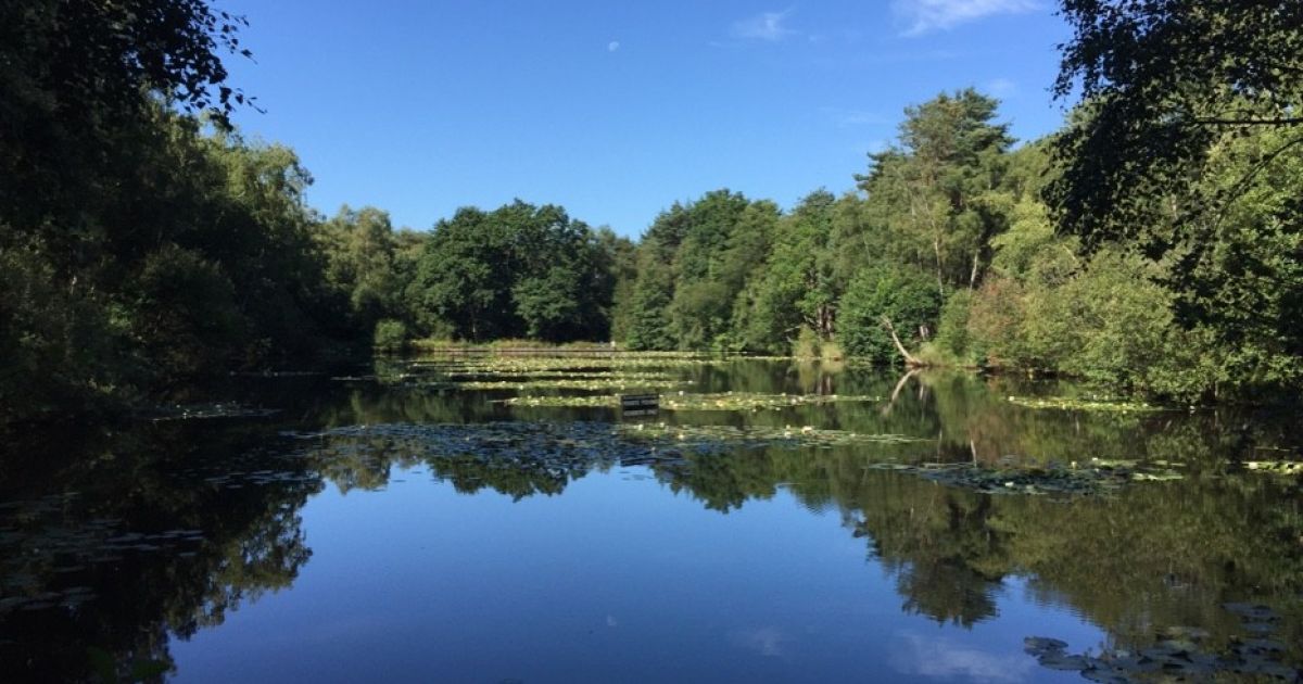 Fishpool, Chobham Common and Longcross - Ramblers