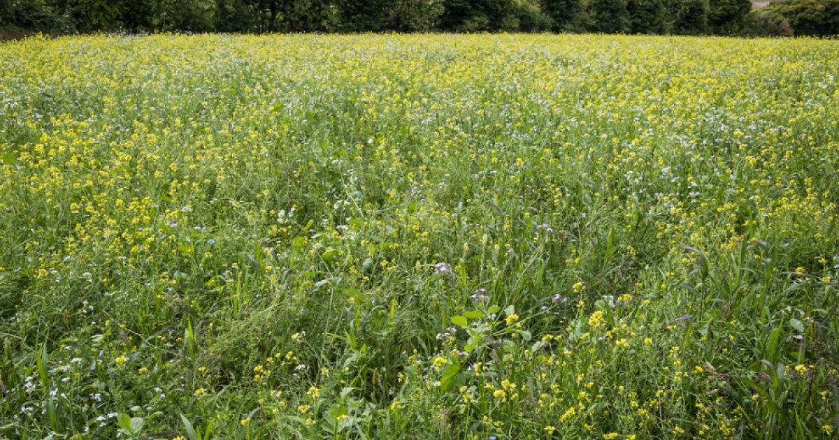 Colden Common circular - Ramblers