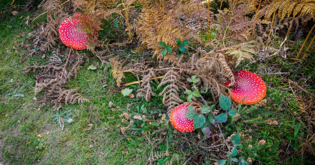 Autumn in the Forest Circular - Ramblers