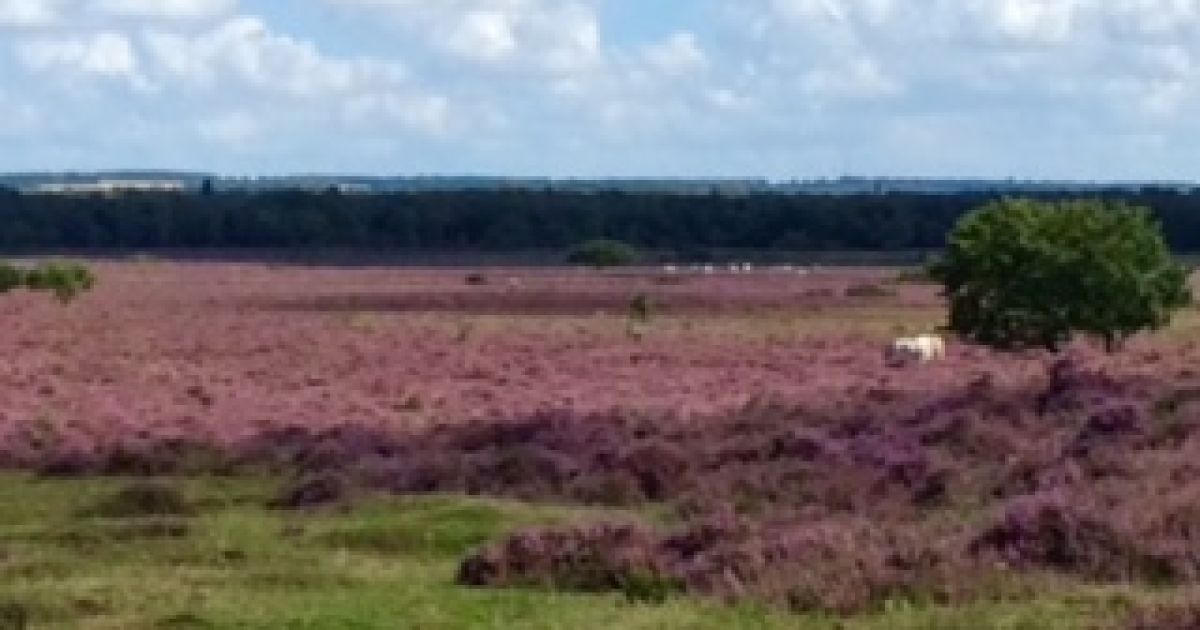 Roydon Common - Ramblers