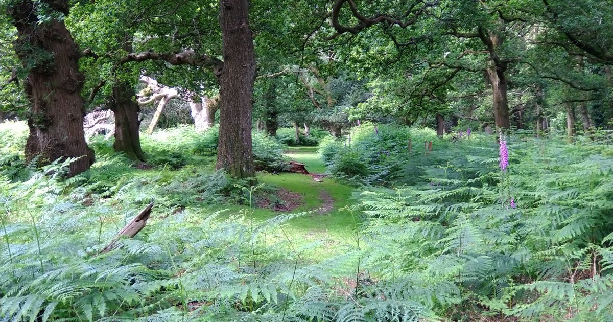 New Members Welcome Walk: Fritham Plain and Holly Hatch - Ramblers