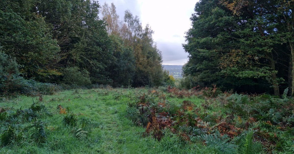 Walk from White Down Car Park to Piney Copse via Netley Heath - Ramblers