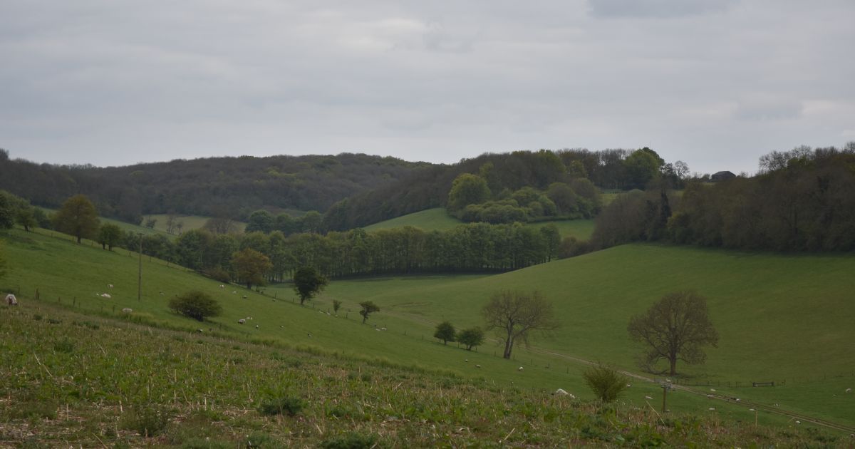 Newlands Corner Circular - Ramblers