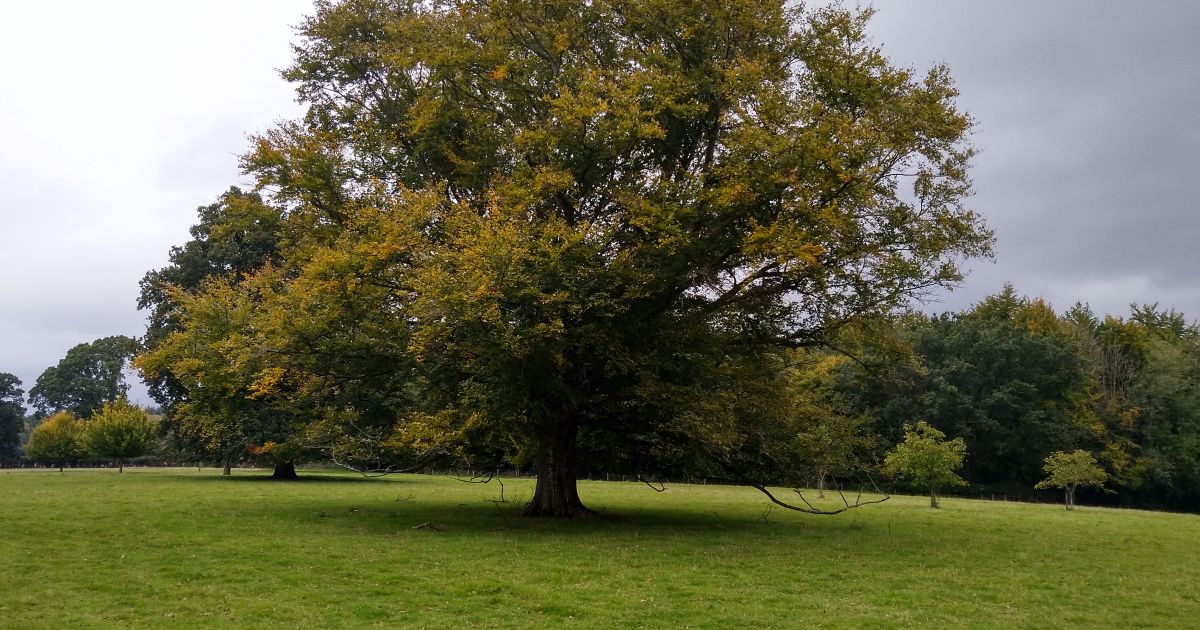 West Meon - Ramblers