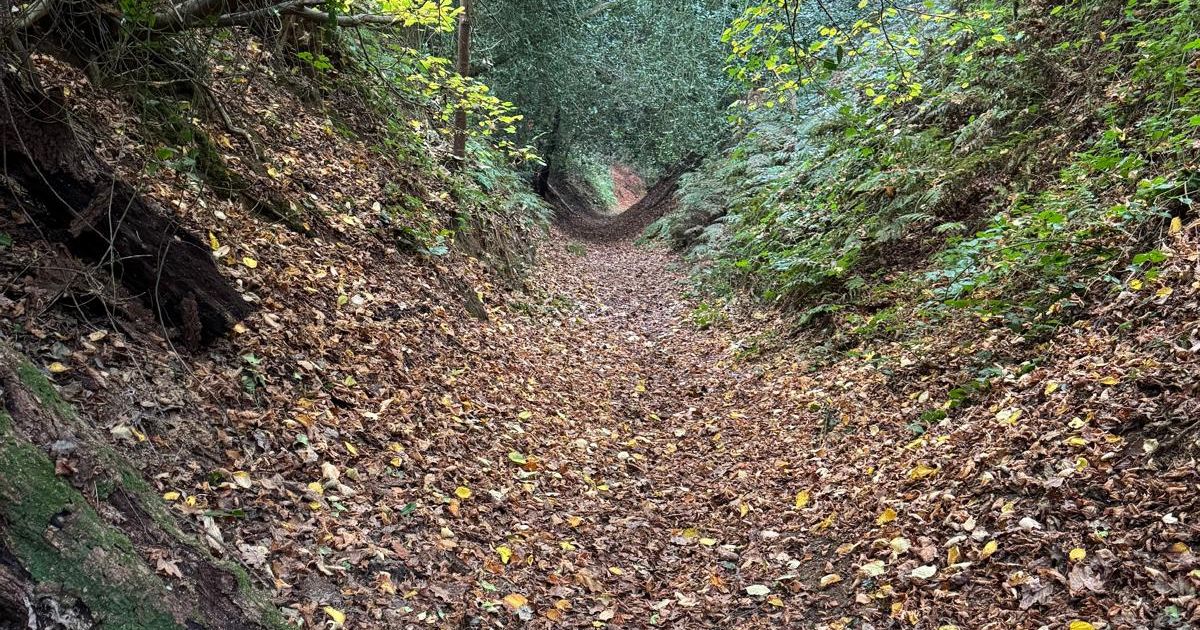 Shackleford, Eashing & Peper Harrow - Mulled Wine & Mince Pie Walk ...