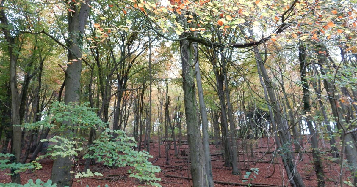 East Meon & Salt Hill (local grade C/C+) - Ramblers