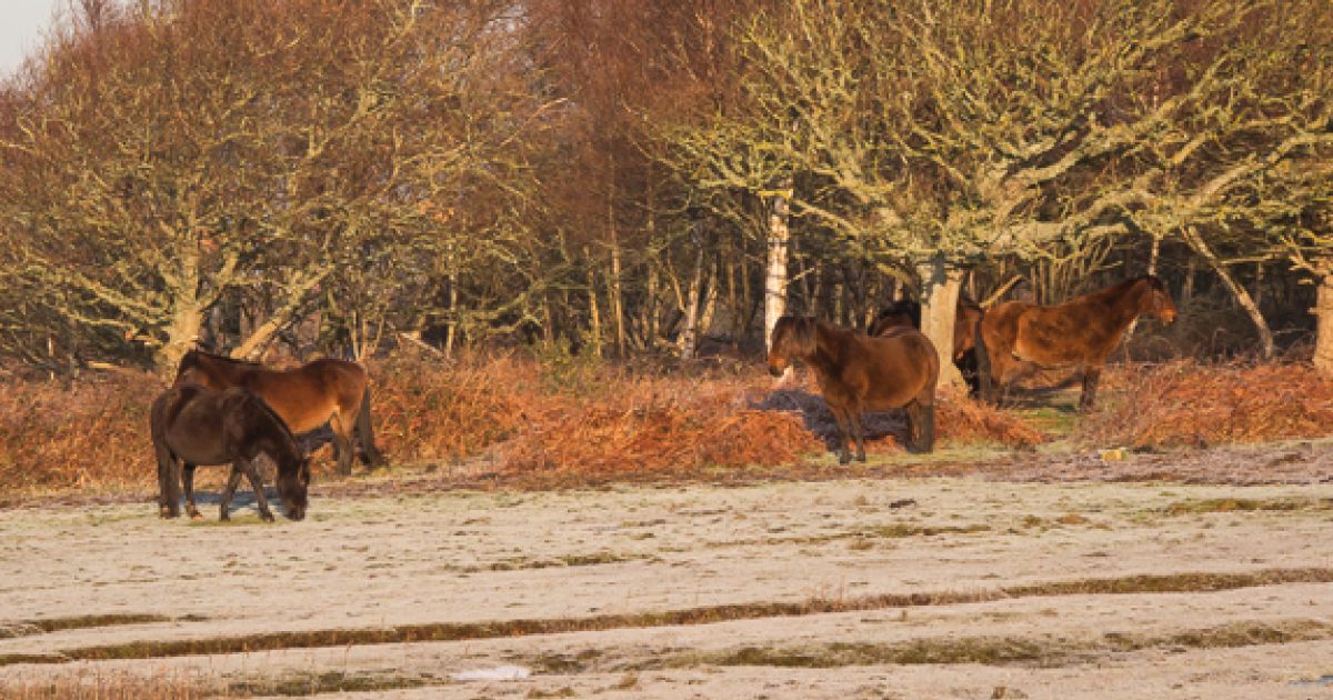 Netley Marsh Circular CANCELLED DUE TO ADVERSE WEATHER - Ramblers