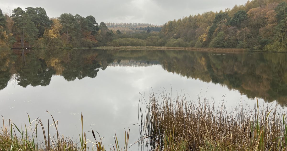 Yearsley Wood and Fishponds - Ramblers