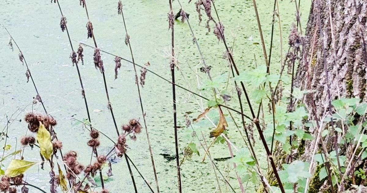 Petts Wood - Ramblers