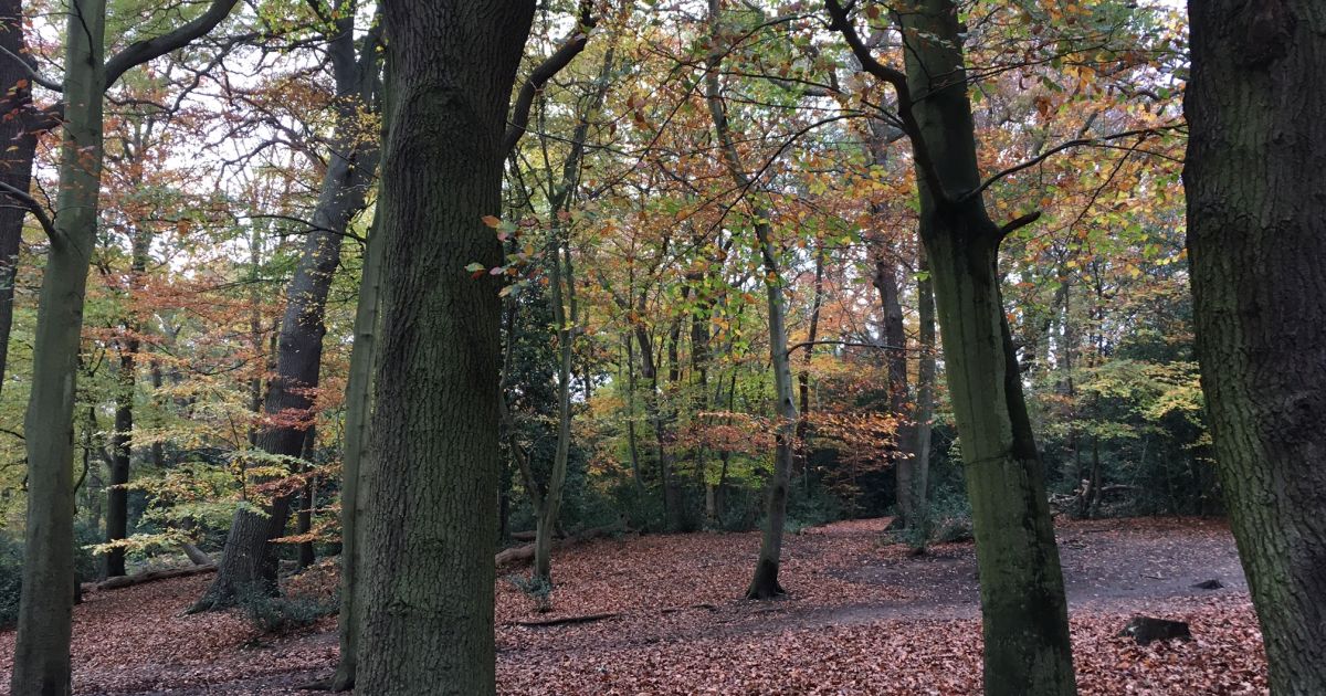Wimbledon Common and Putney Heath walk with a ranger - Ramblers