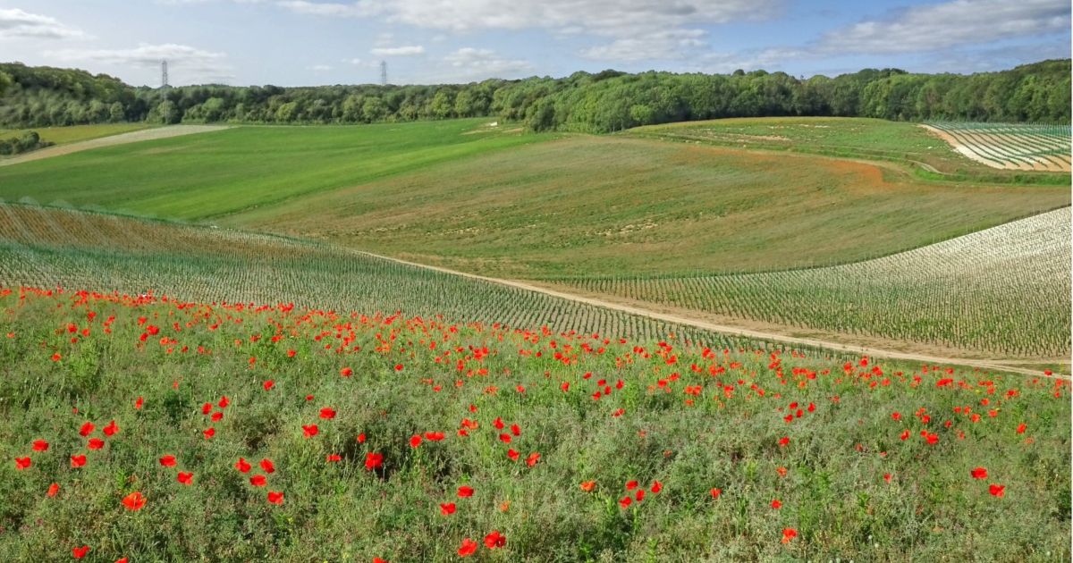 Wellbeing Walk: Cuxton Views