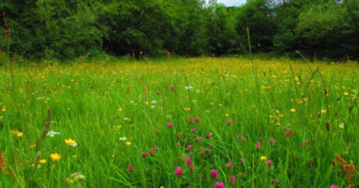 Shrewsbury - Meole Brace & Reabrook Valley - Ramblers