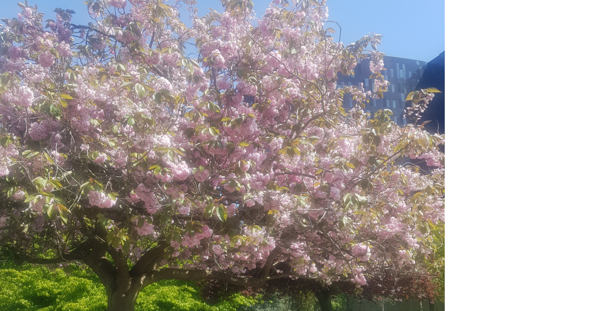 Victoria Park Walk - Slow introductory walk