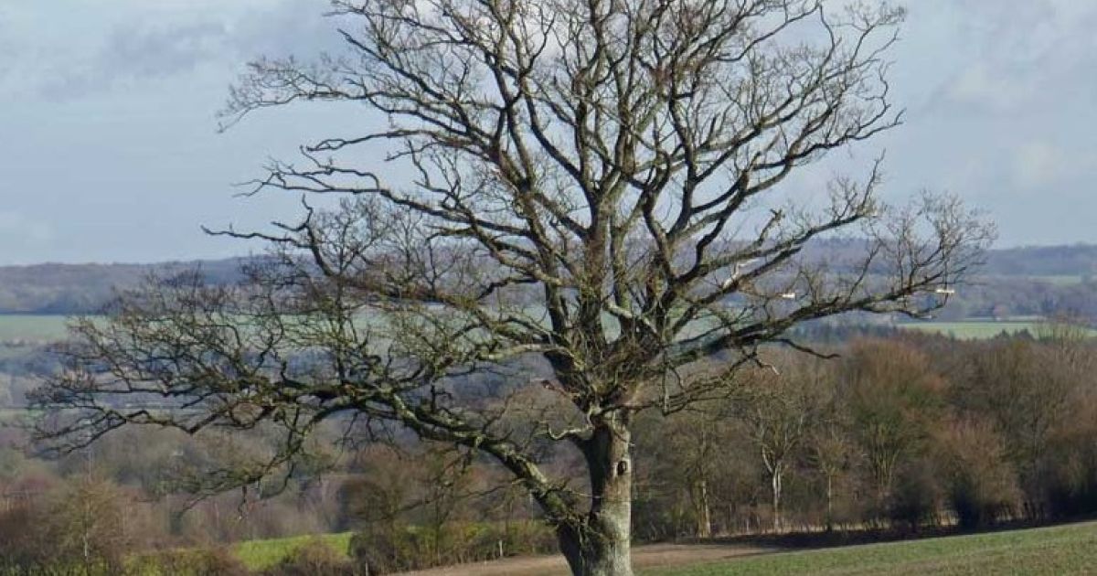 Swanmore Circular - Ramblers