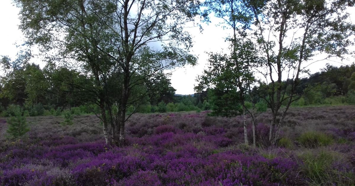 Steady on! another walk from Iping Common - Ramblers