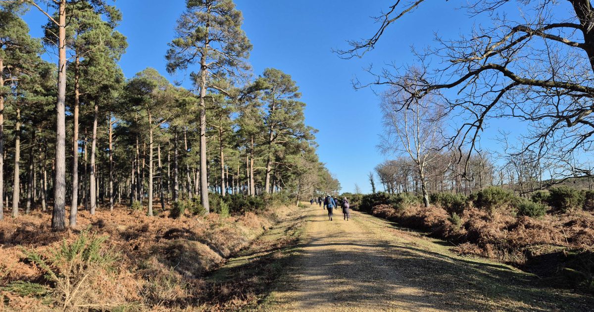 Broomy Plain and Milkham Enclosure - Ramblers
