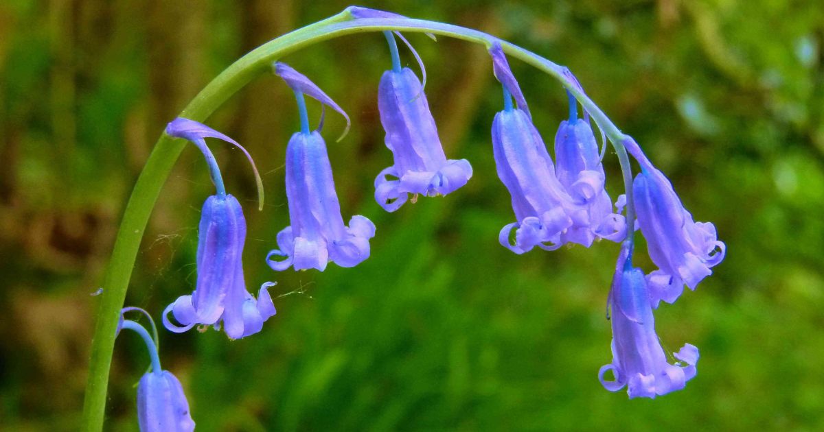 Bluebell walk in Ashling and Stoke Woods