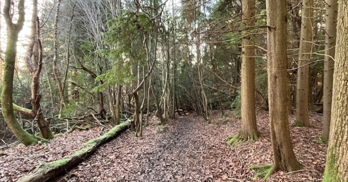 A Wintry Walk in Ashdown Forest - Ramblers
