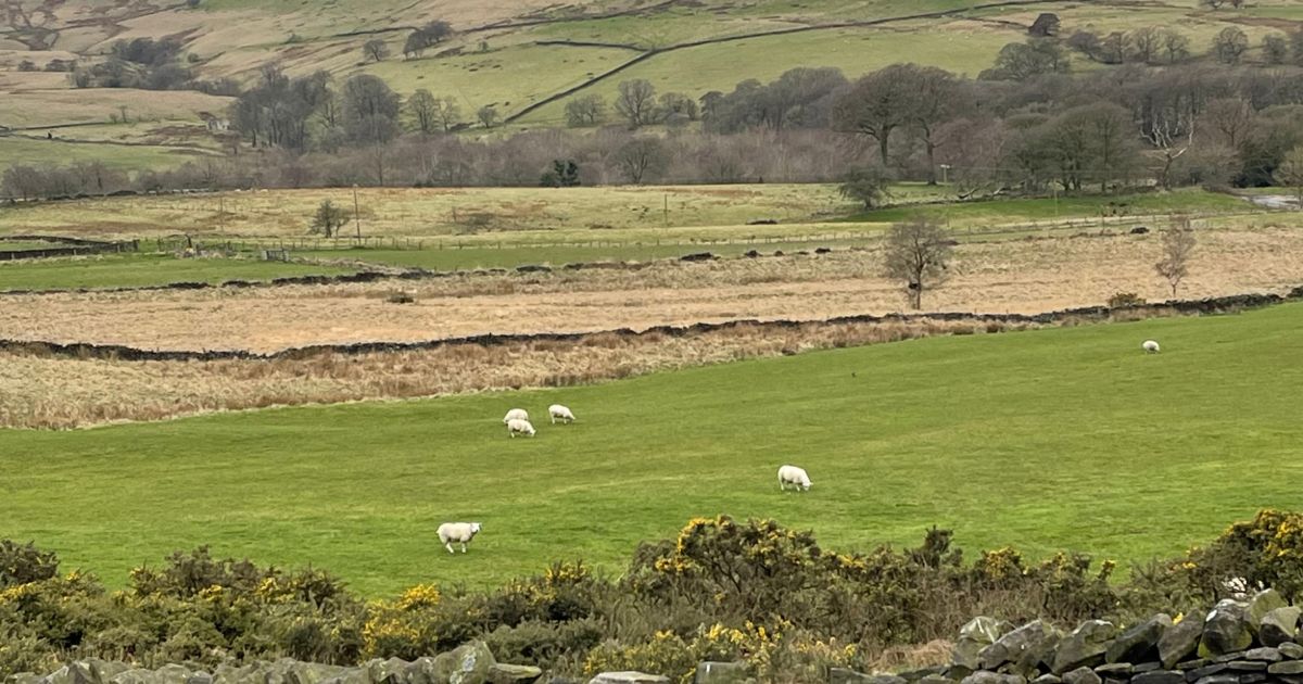 Furness Vale circular, via Hawkhurst Head - Ramblers