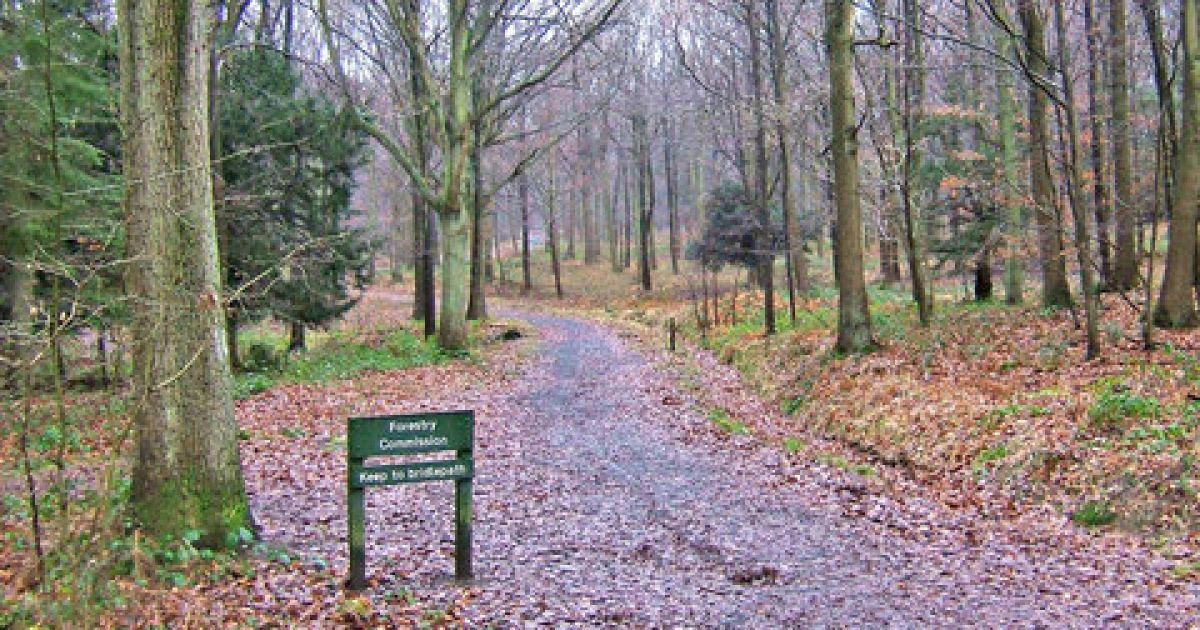 Wyre Forest - Ramblers