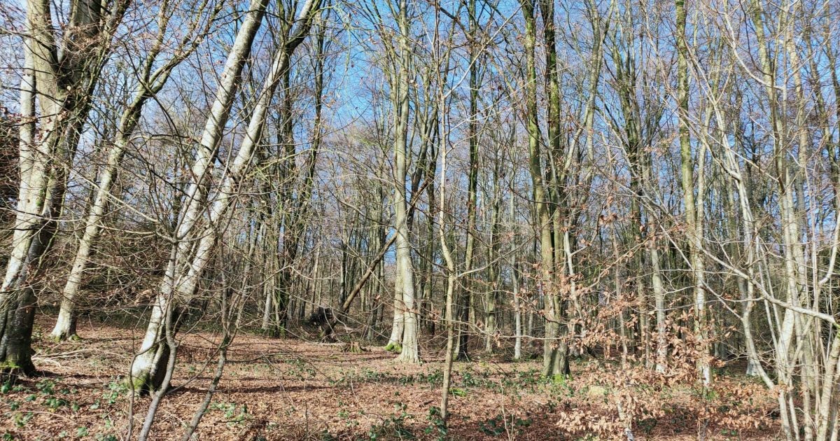 CLANFIELD - Ramblers
