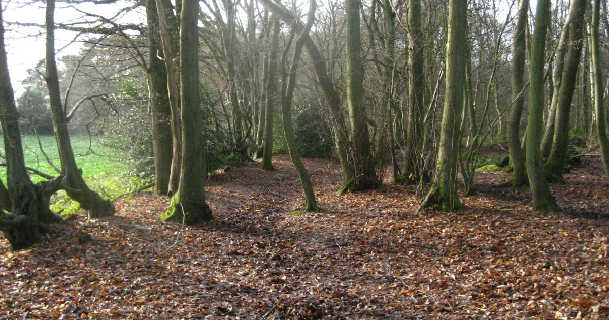 Woolmer Green Circular Walk (5 miles / 8km - Leisurely) / Ramblers Area ...