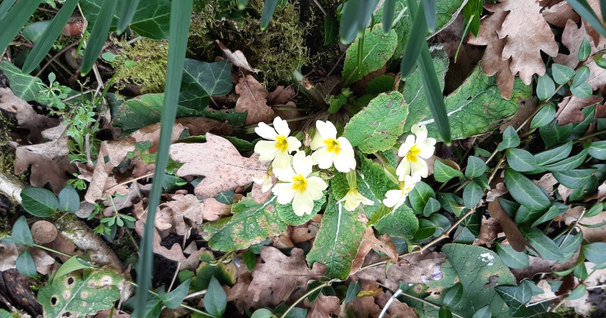 Coombe Lane and Netley Heath - Ramblers