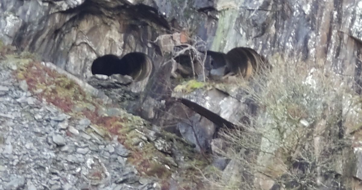 Corris Circuit- Binoculars included! (Replaces Abergynolwyn walk ...