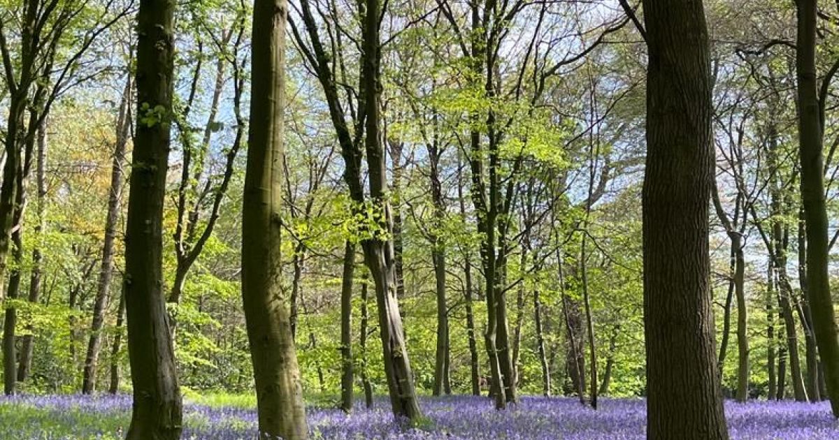 Where Bluebells Nod : Wanstead Flats and Park - Ramblers