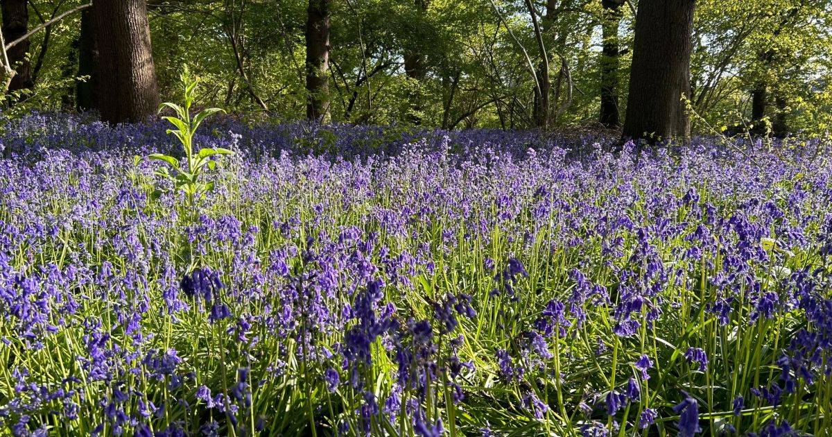 Joint Walk with the London Blind Ramblers to Perivale Wood - Ramblers