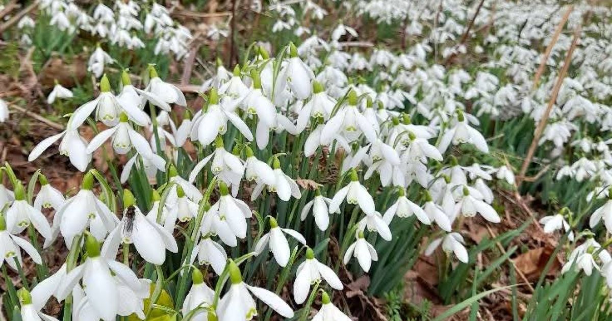 Clytha Snowdrop Walk - Ramblers
