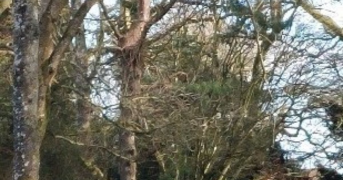 Brambridge circular - Ramblers