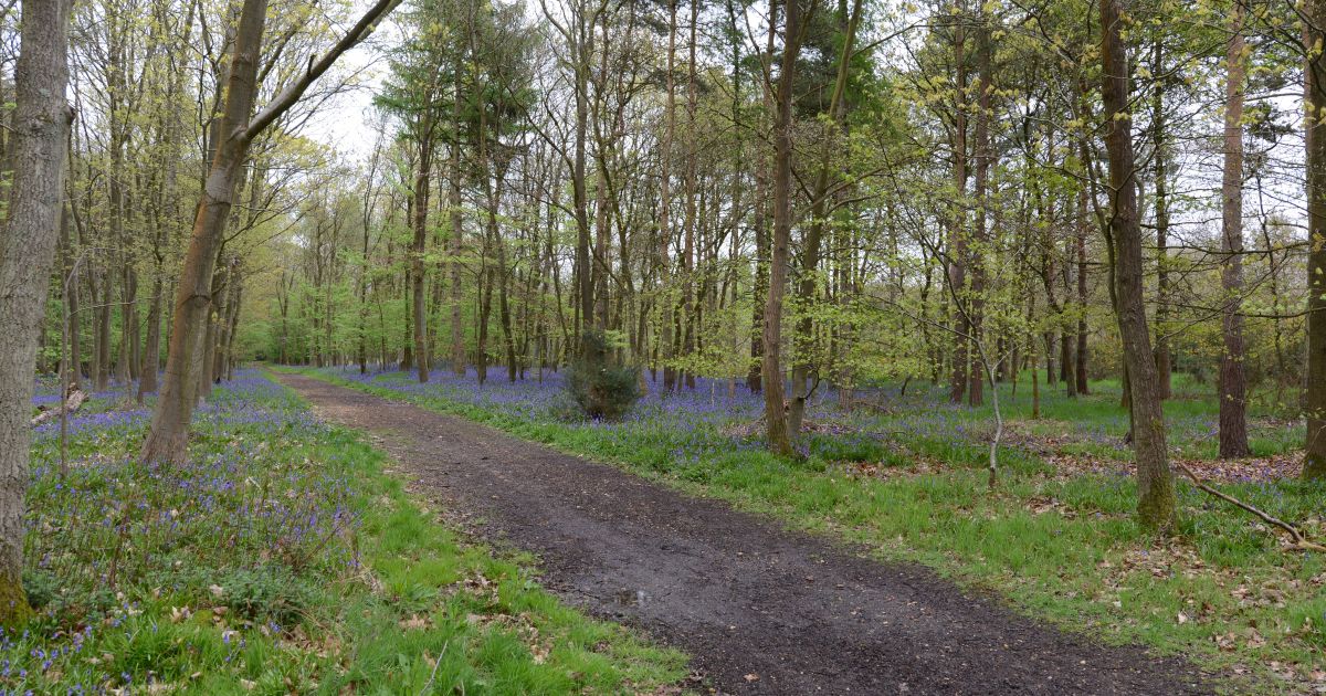 Bluebell Walk - BOOKING ESSENTIAL - Ramblers