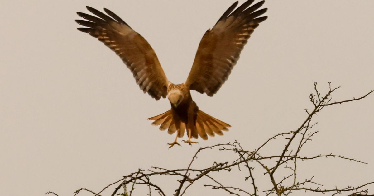 Fowlmere including the RSPB - Ramblers
