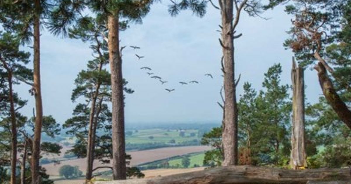 Nesscliffe Hills and the Cliffe Countryside Heritage Site and out to ...