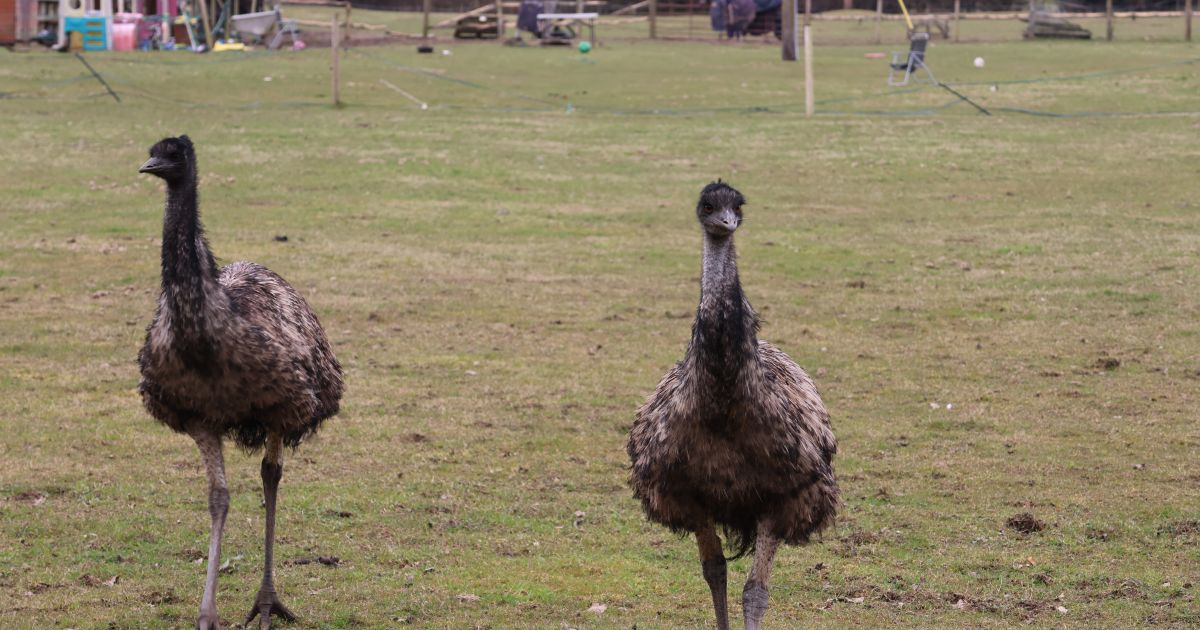Sheffield Bottom - Ramblers