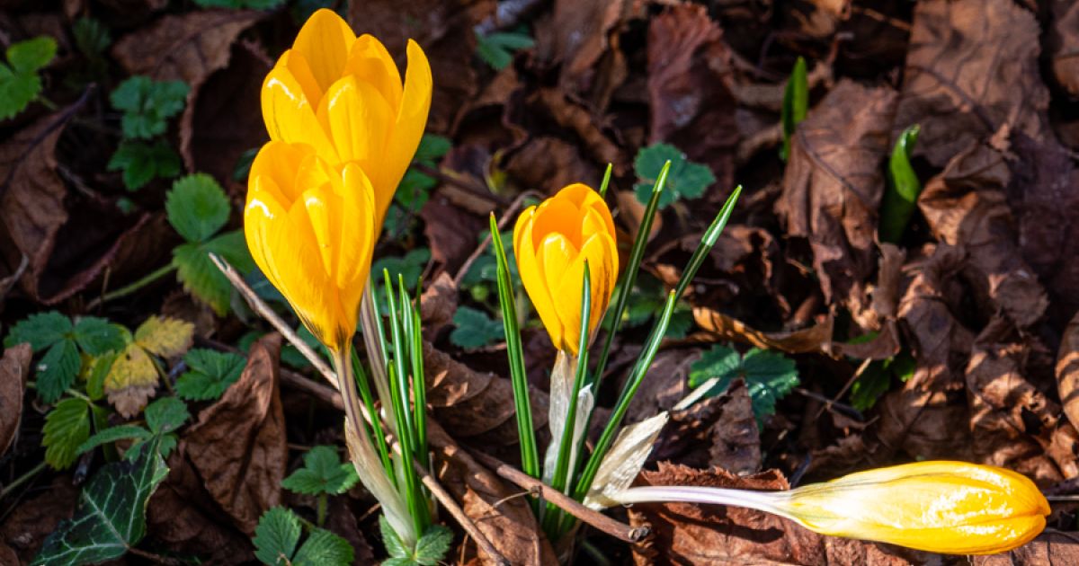 Bishops Waltham circular - Ramblers