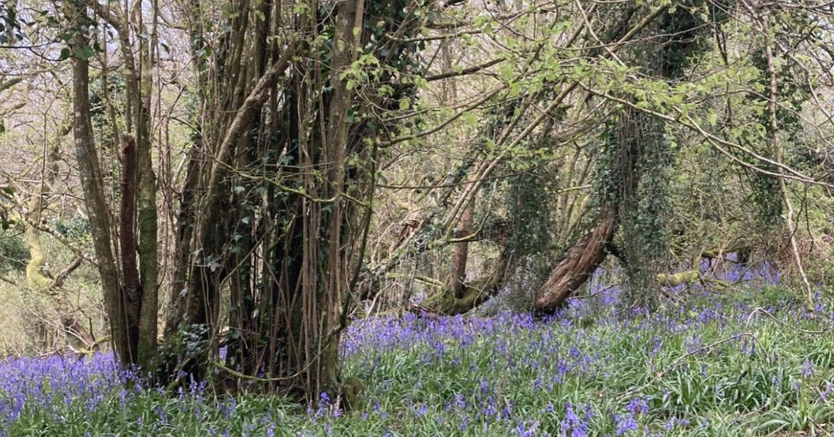 Bluebell Walk - Ramblers