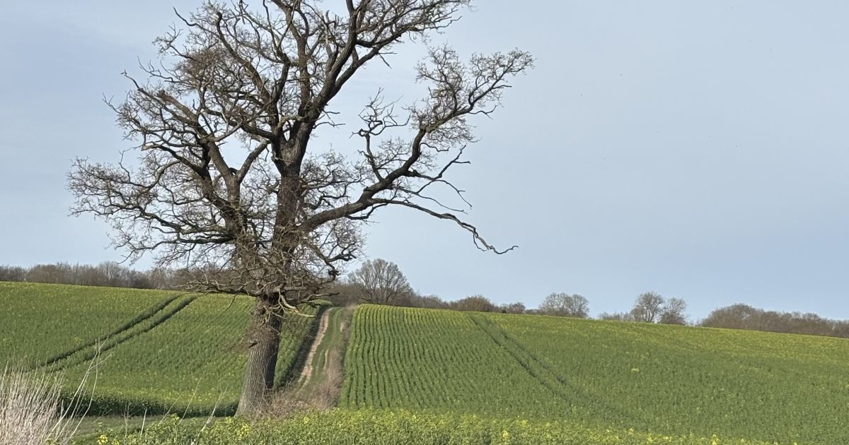 Hertford Circular via Stapleford & Tonwell - Ramblers