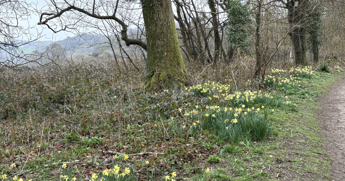 Heligan circular - Ramblers