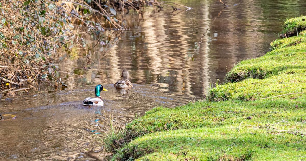 Minstead circular - Ramblers