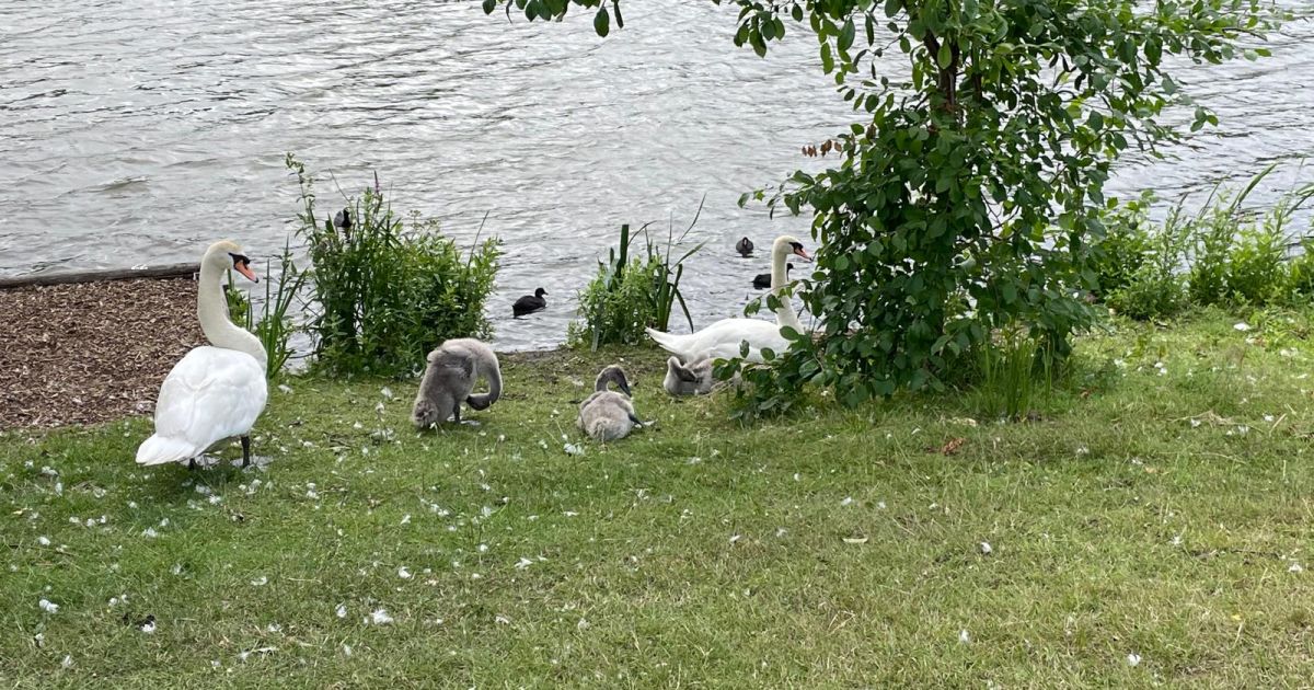 Easy Walk - Goldsworth Park & Horsell Common - Ramblers