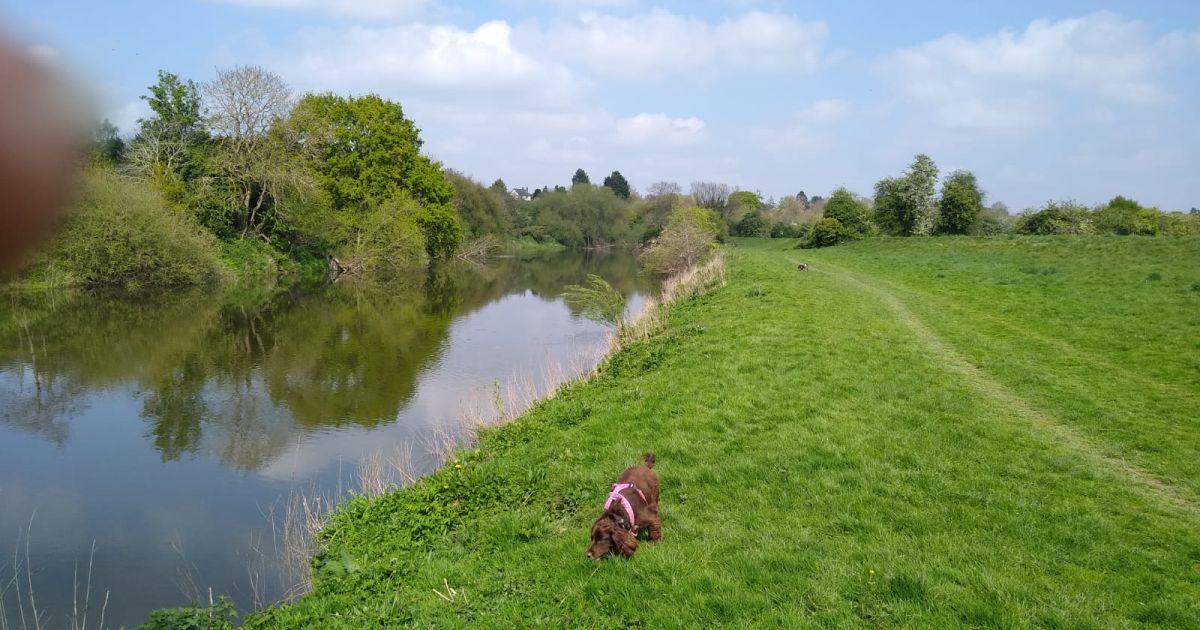 Severn Way: Shrewsbury downstream loop - Ramblers